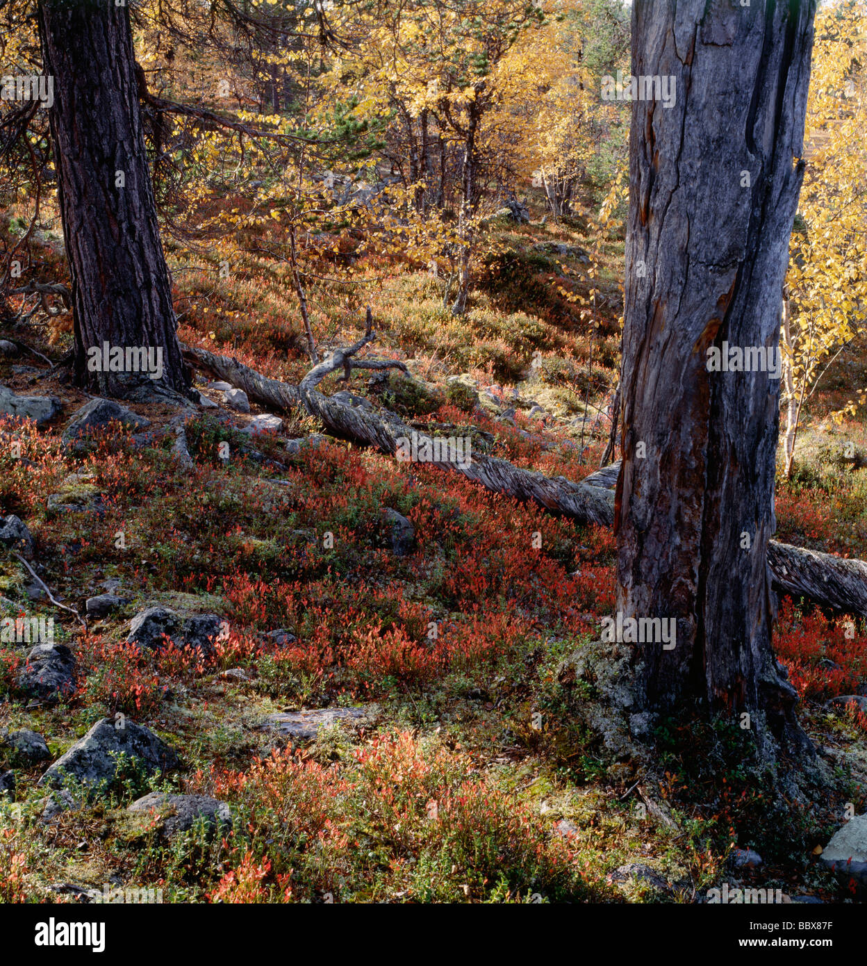 Trees in forest close-up Stock Photo - Alamy