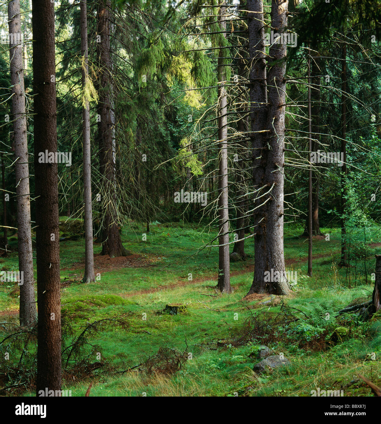 Tall trees stand in dense hi-res stock photography and images - Alamy