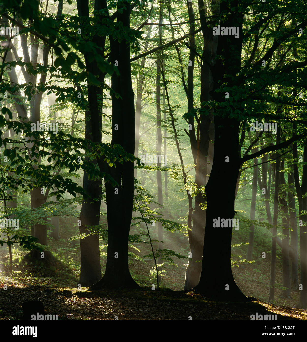 Tall trees in forest Stock Photo - Alamy
