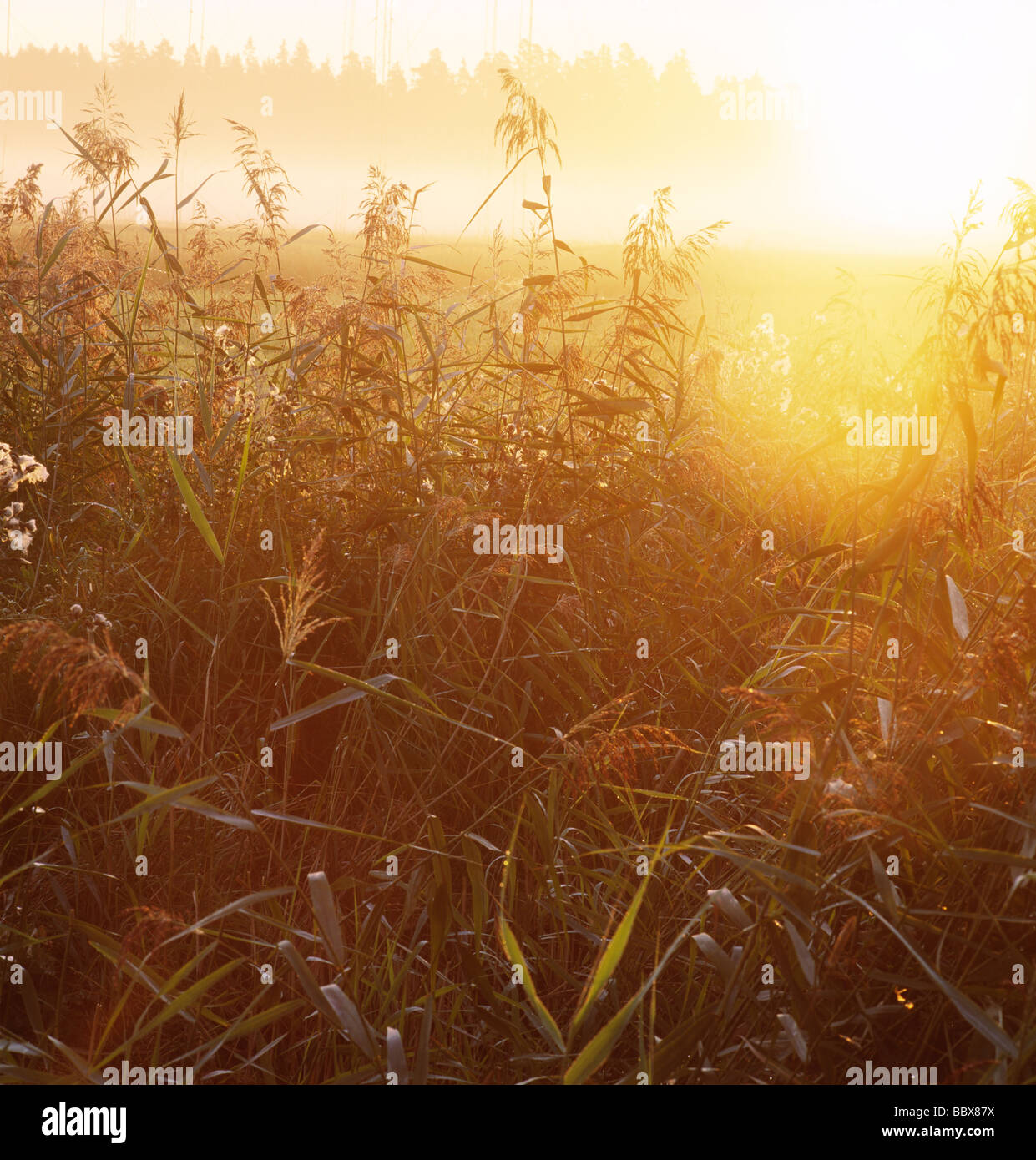 Plants in field close-up Stock Photo - Alamy