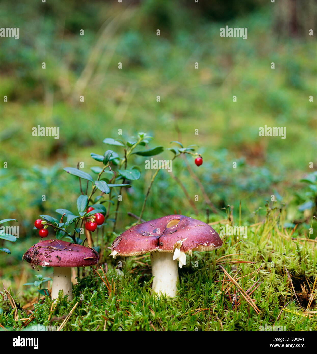 Mushrooms amidst grass Stock Photo - Alamy