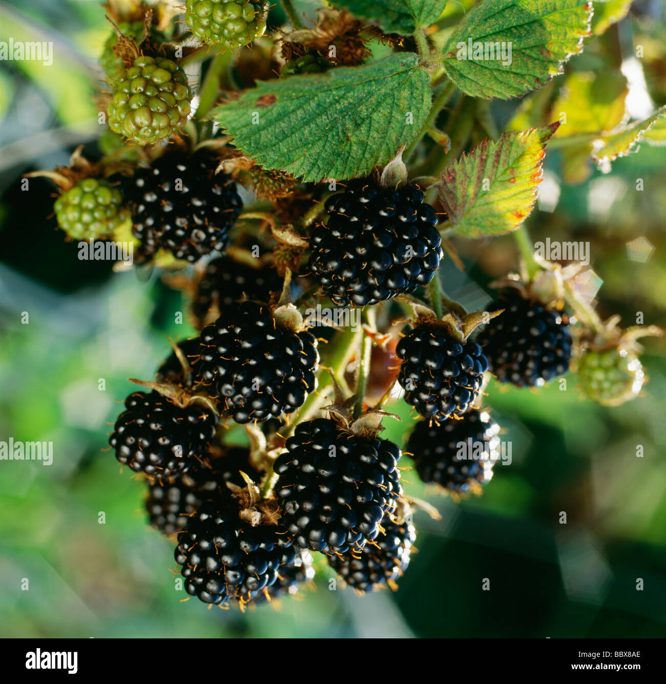 Bunch of blackberries close-up Stock Photo - Alamy