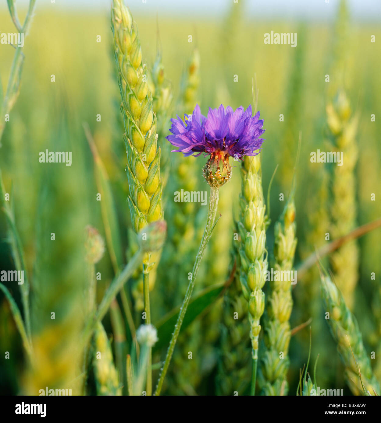 Purple flower amidst wheat field close-up Stock Photo - Alamy