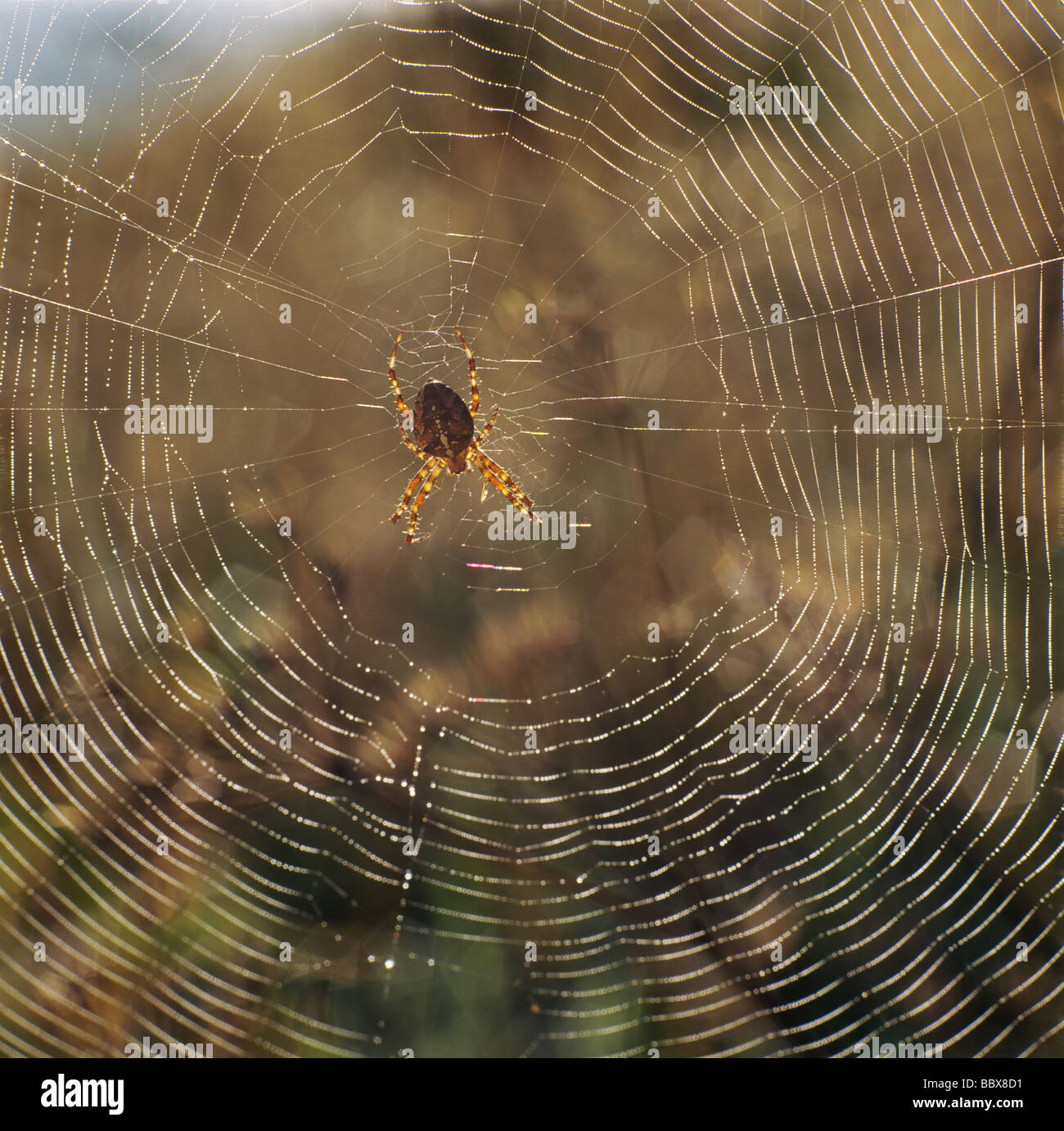Spider on net close-up Stock Photo - Alamy