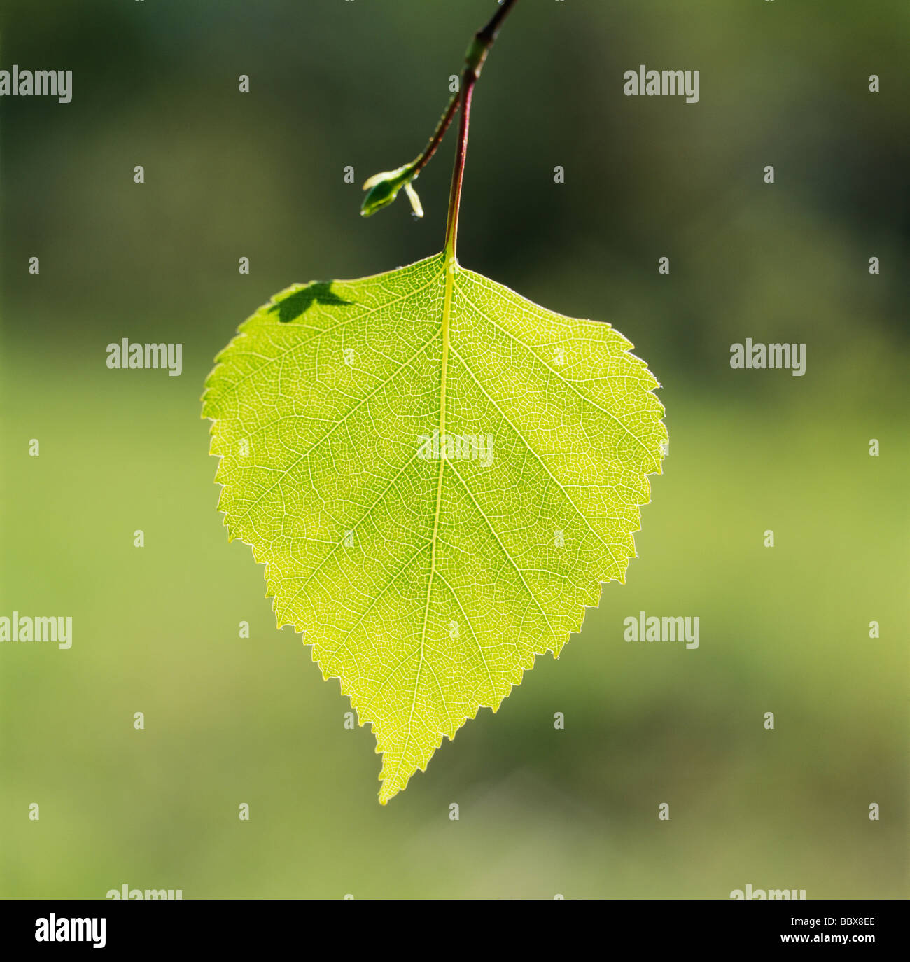 Bud and leaf hi-res stock photography and images - Alamy