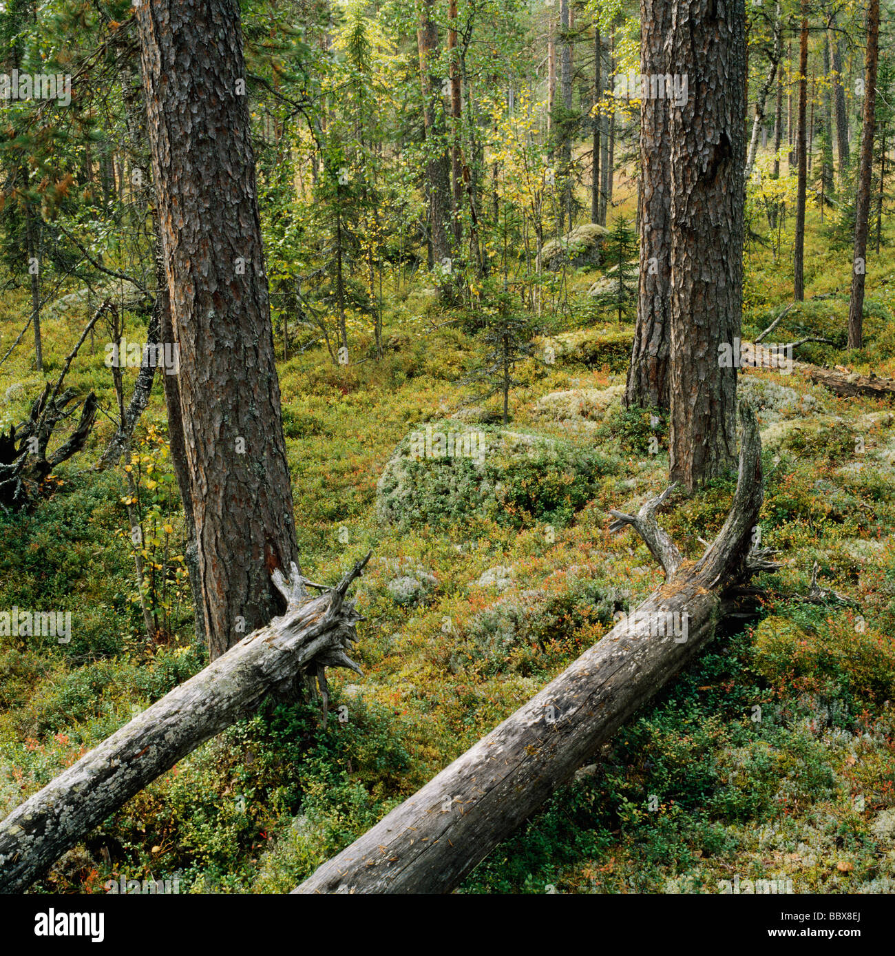 Trees in forest elevated view Stock Photo - Alamy
