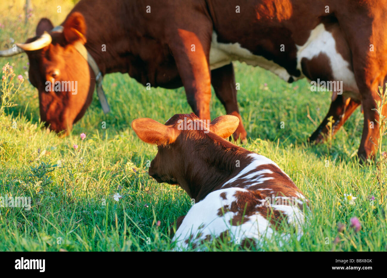 Cattle grazing in field Stock Photo - Alamy
