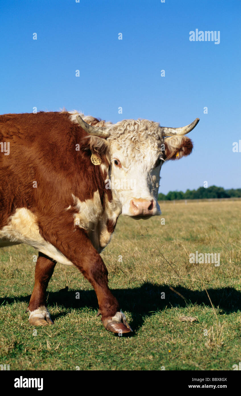 Cow standing in field Stock Photo - Alamy