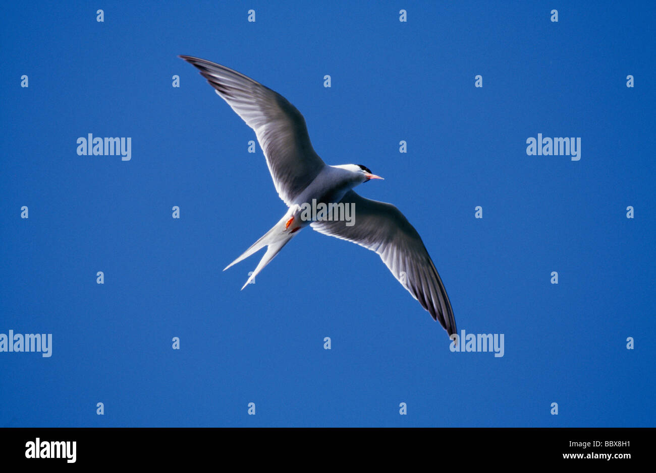Bird flying in sky low angle view Stock Photo - Alamy