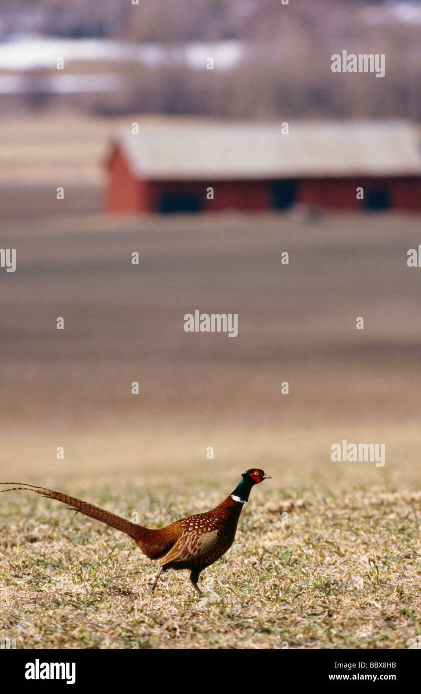 Bird standing in field Stock Photo - Alamy