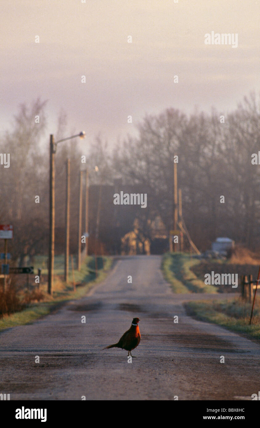 Bird standing on road Stock Photo - Alamy