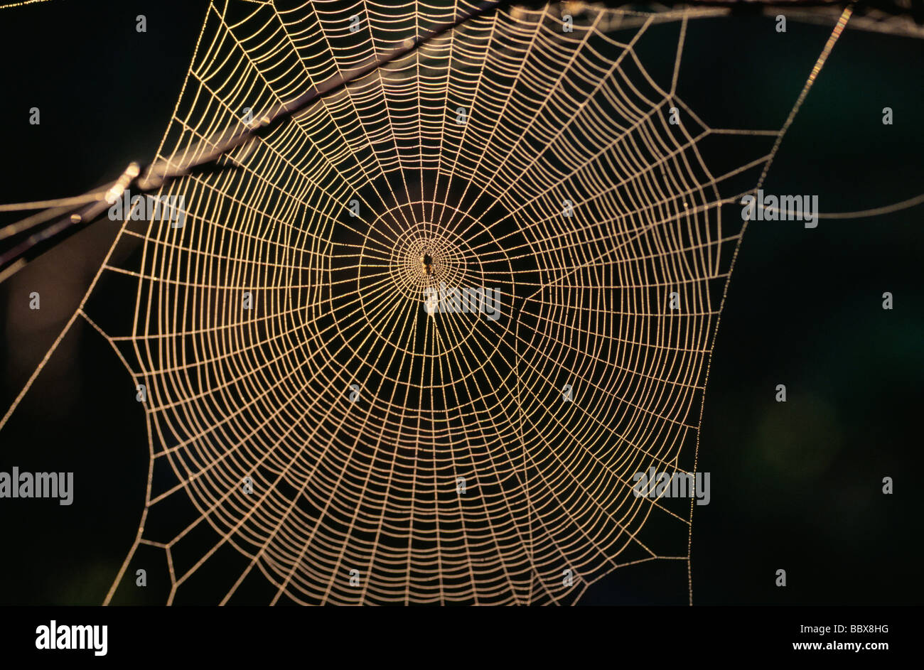 Spider web close up Stock Photo - Alamy
