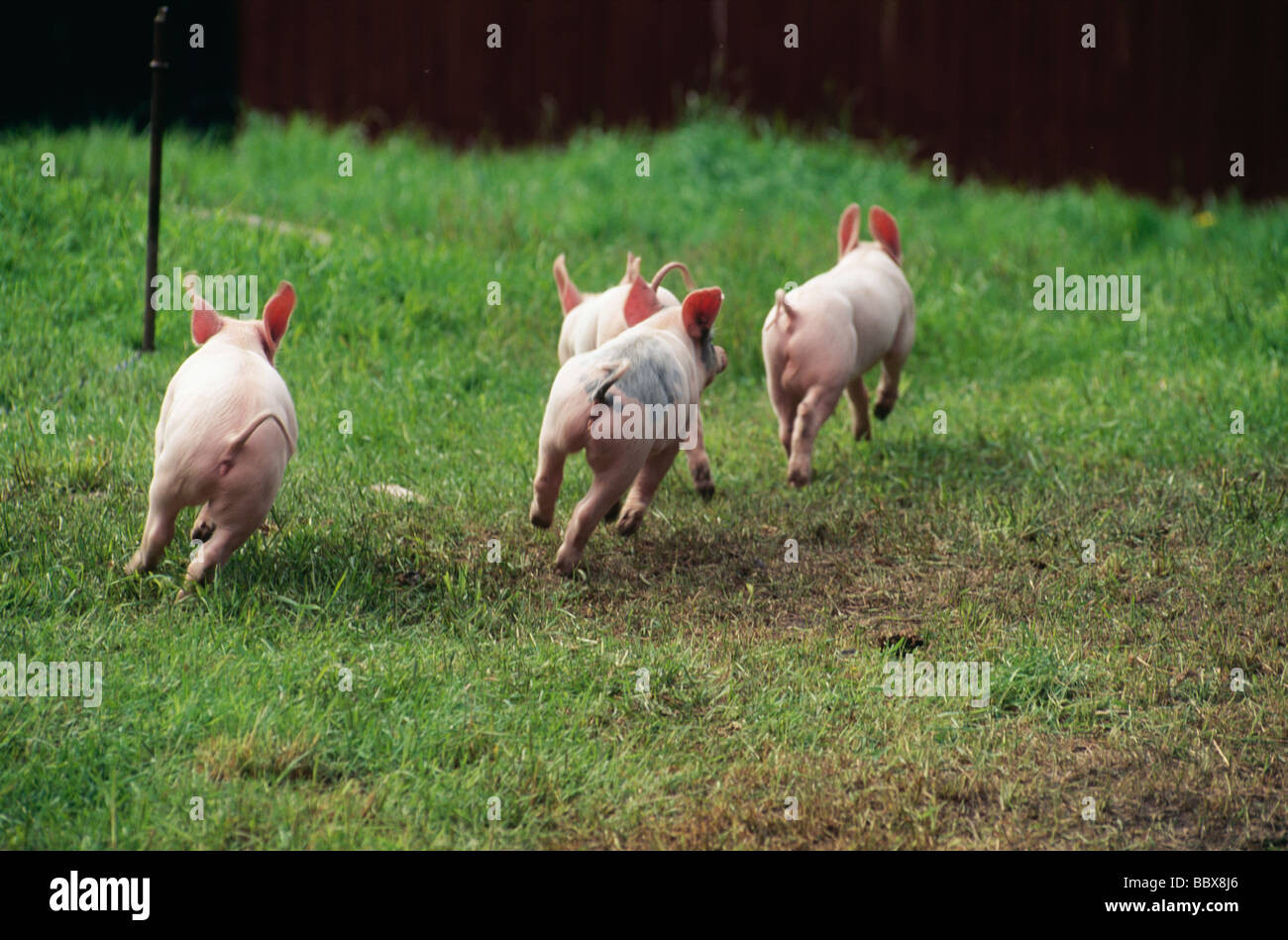 Piglets running in field Stock Photo - Alamy
