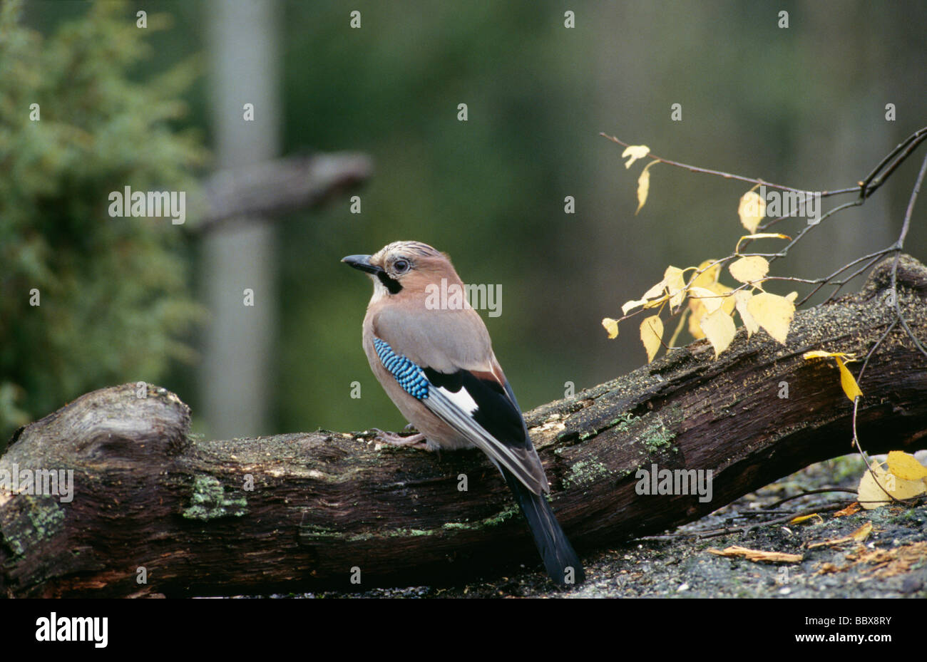 Bird perched on log Stock Photo - Alamy