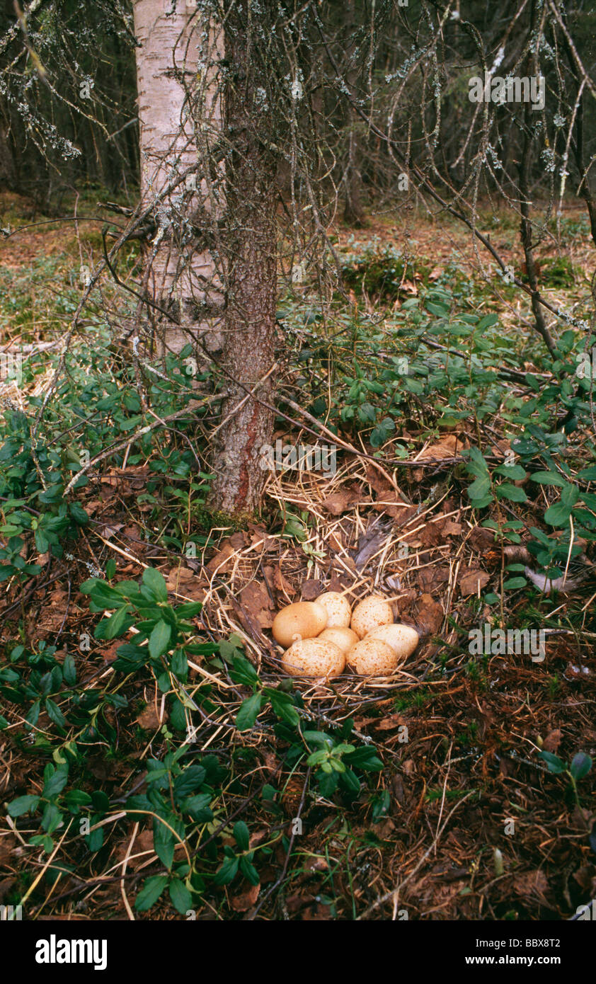 Eggs on nest elevated view Stock Photo - Alamy