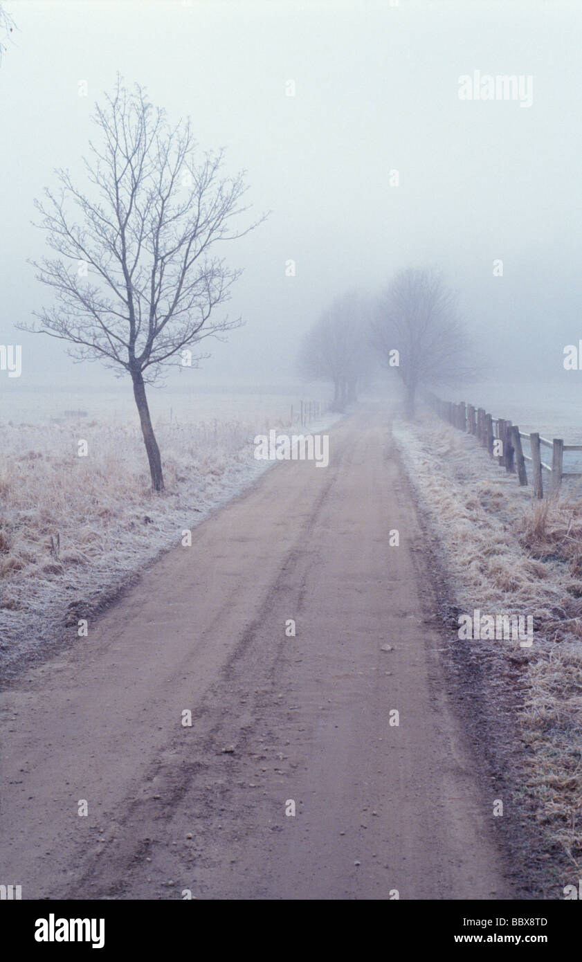 Road and trees in mist Stock Photo - Alamy