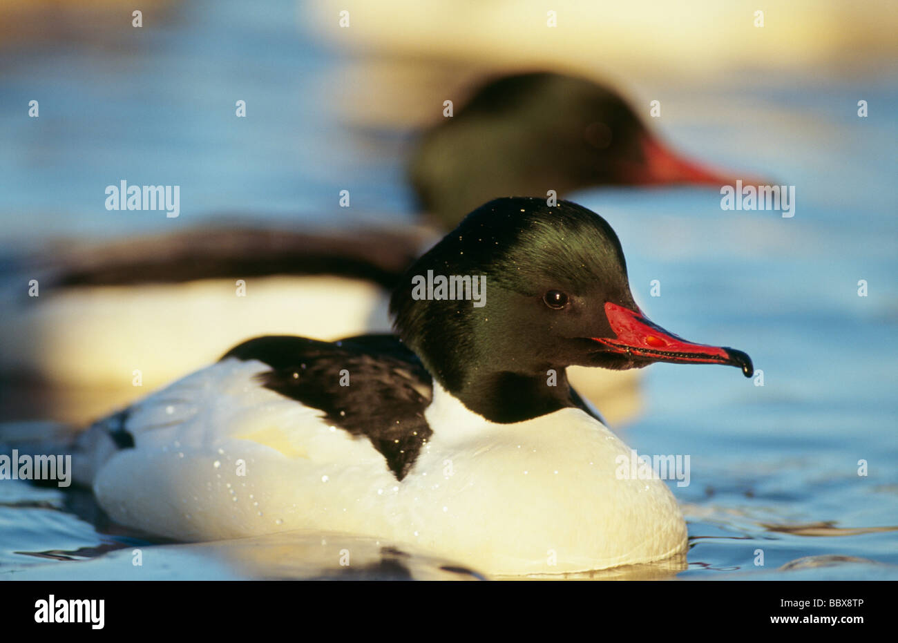 White birds on water hi-res stock photography and images - Alamy