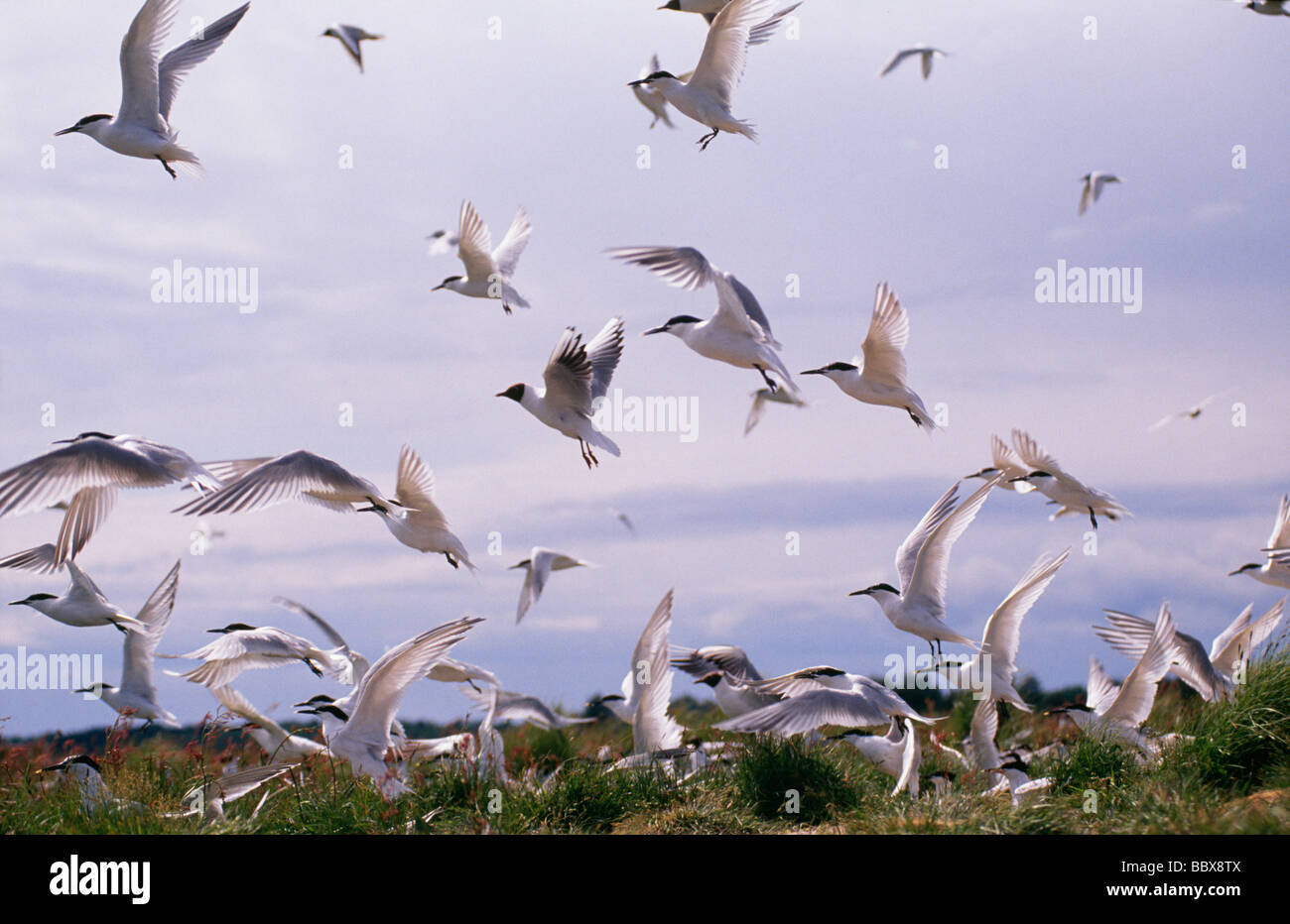 Flock of birds flying Stock Photo - Alamy
