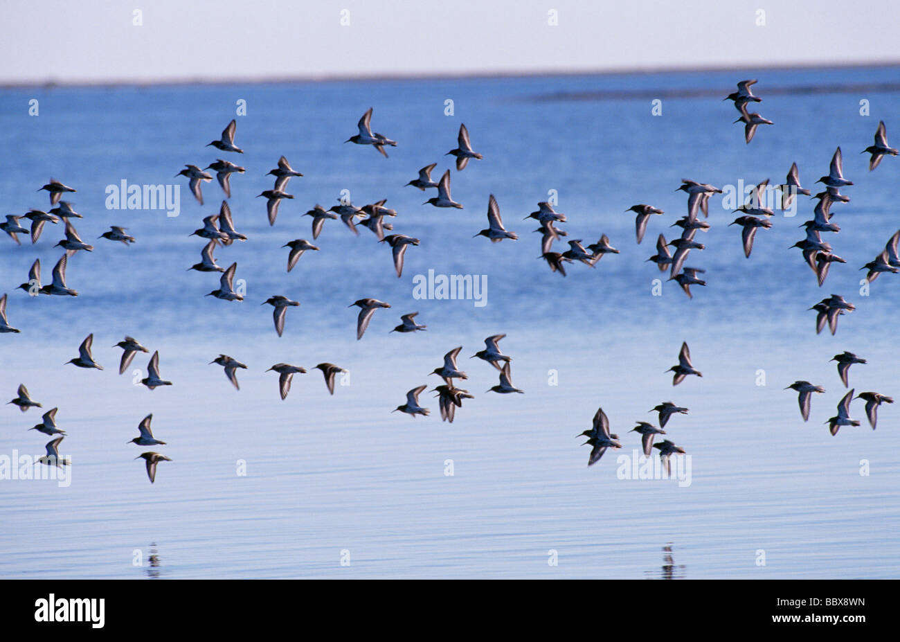 Birds flying over water Stock Photo - Alamy