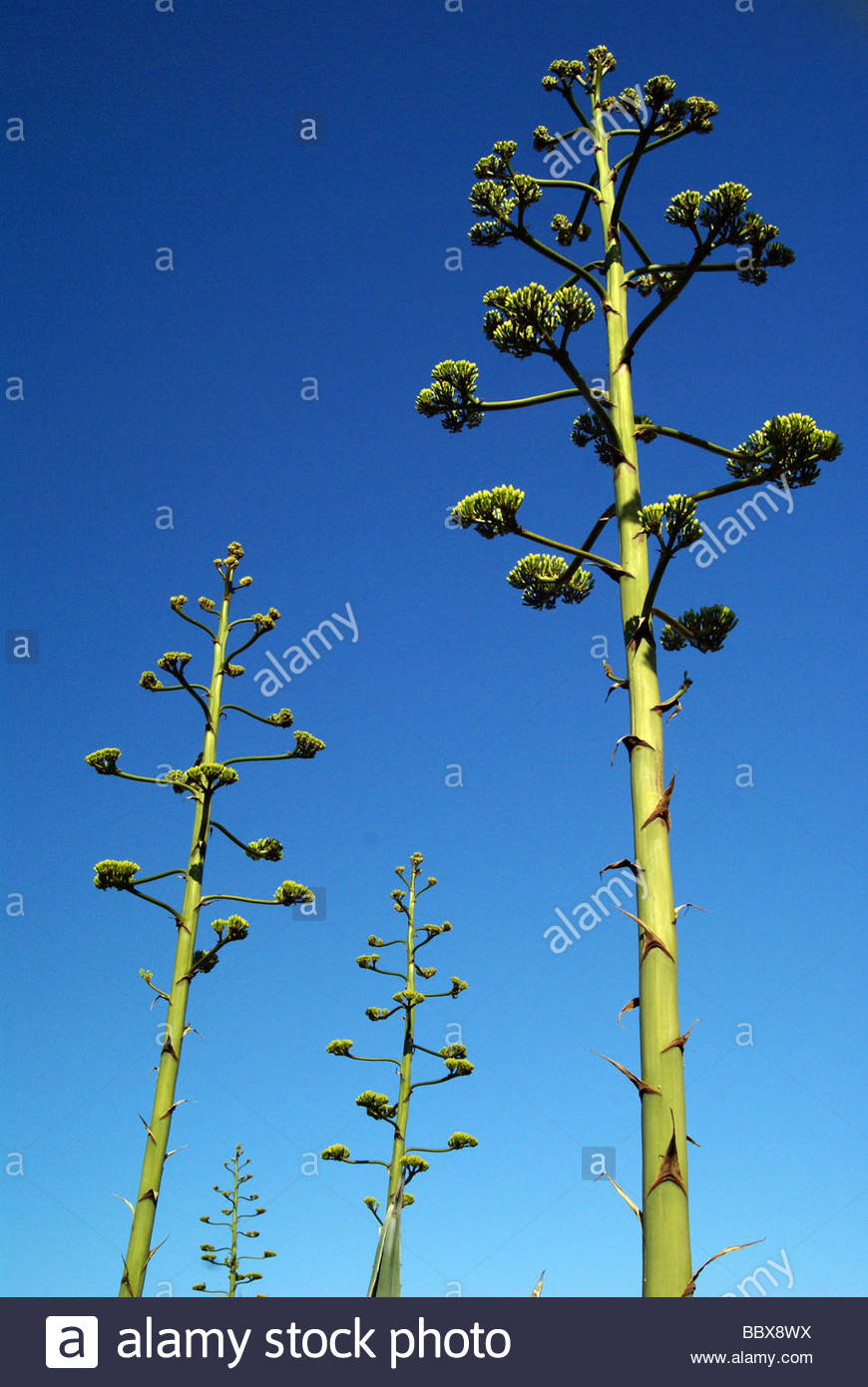 Maguey Plants High Resolution Stock Photography and Images - Alamy