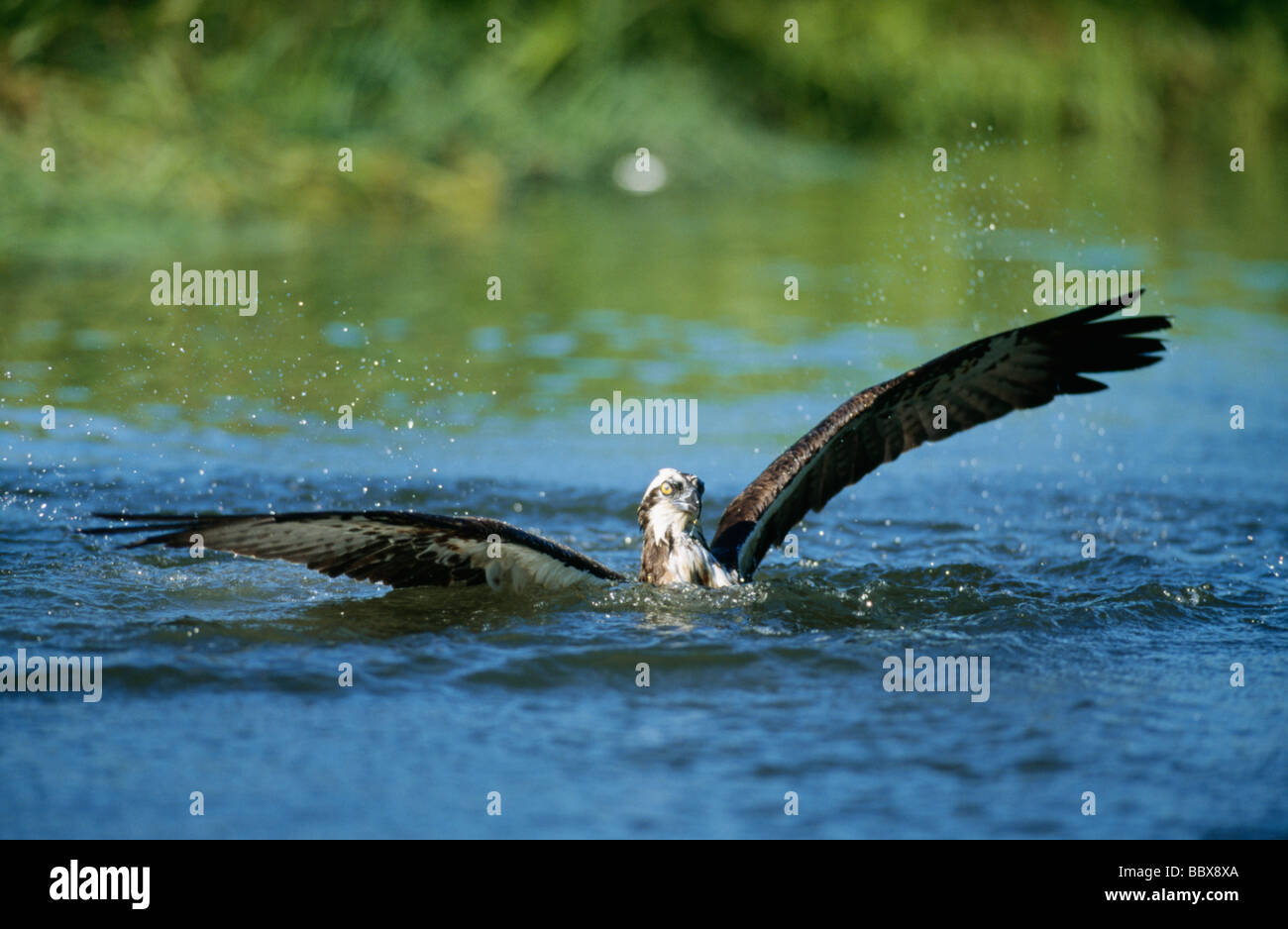 Osprey bird splashing water with its wings hi-res stock photography and ...