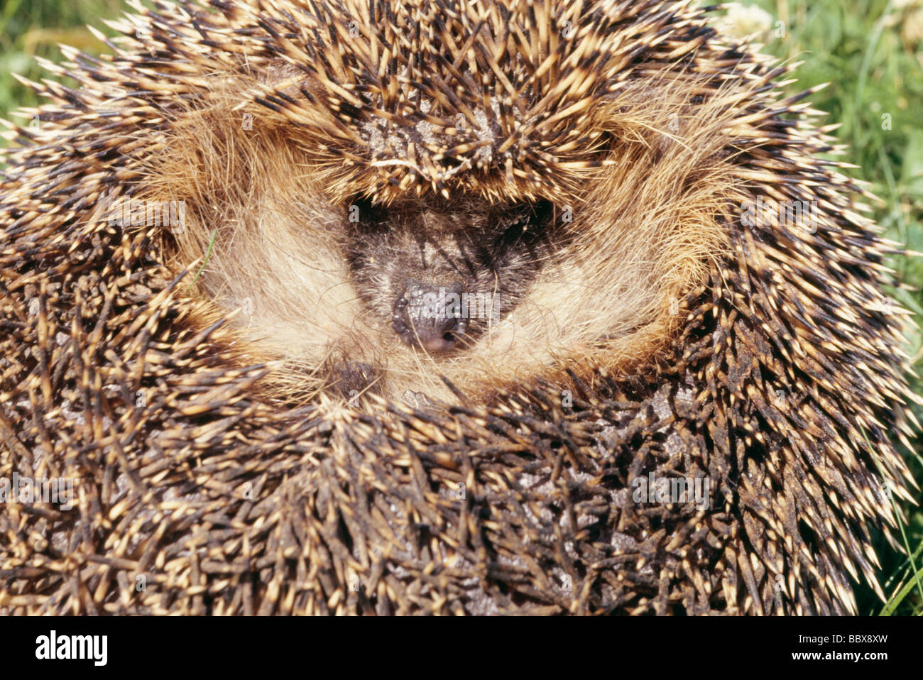 Animals with backbones hi-res stock photography and images - Alamy