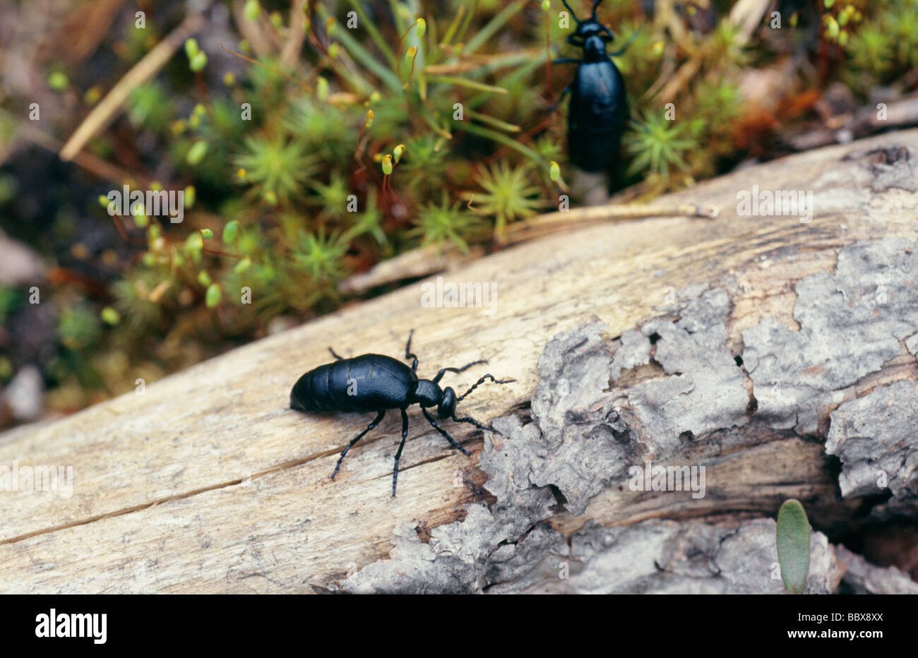 Beetle trunk top view hi-res stock photography and images - Alamy