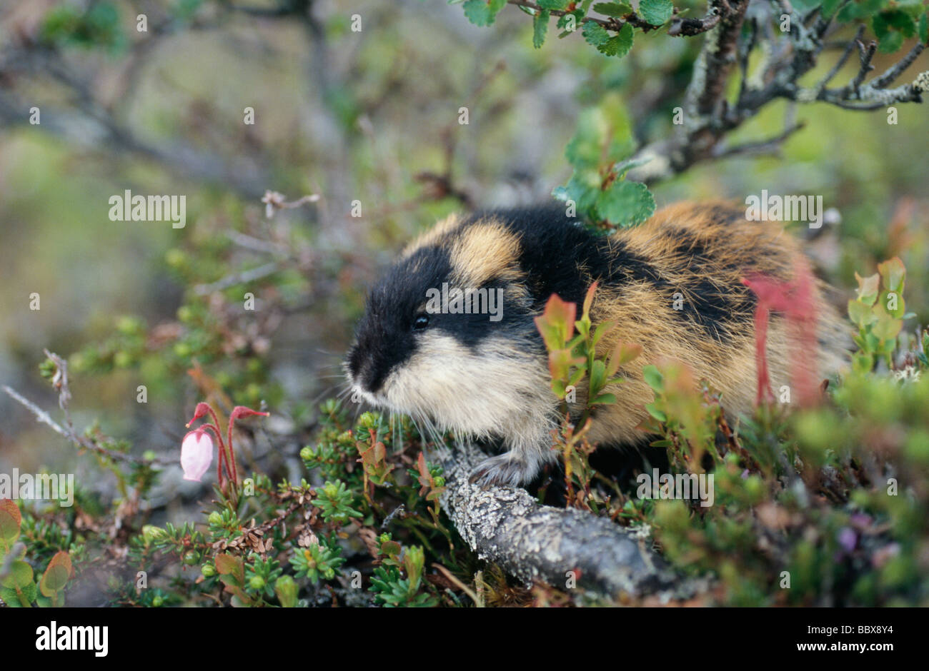 Norway lemming lemmus lemmus hi-res stock photography and images - Alamy