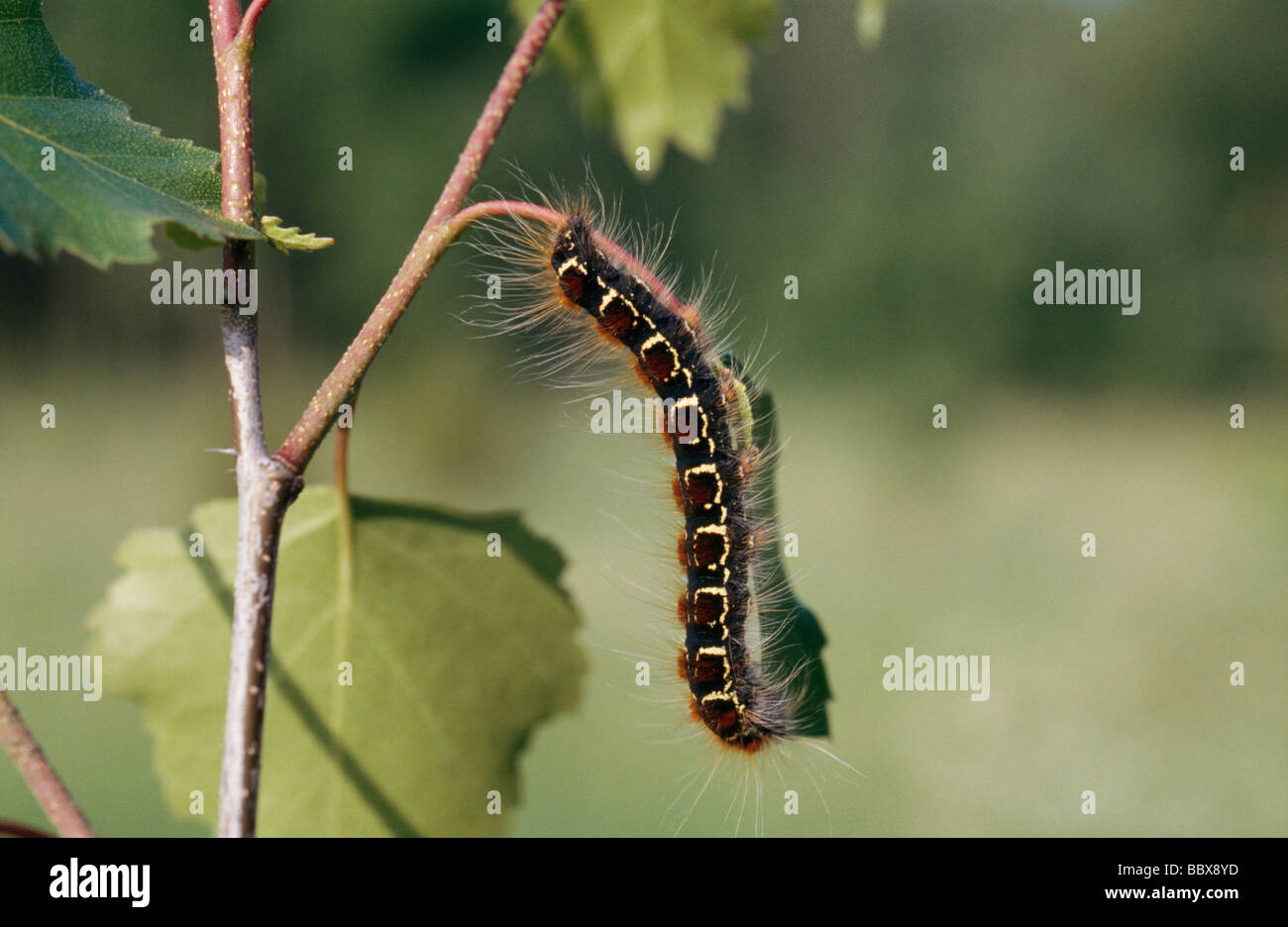 Worm on plant Stock Photo - Alamy