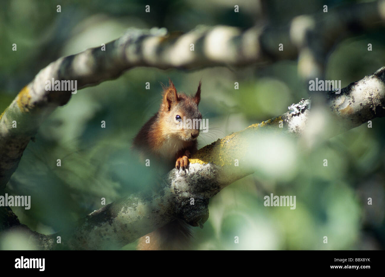 Swedish squirrel hi-res stock photography and images - Alamy