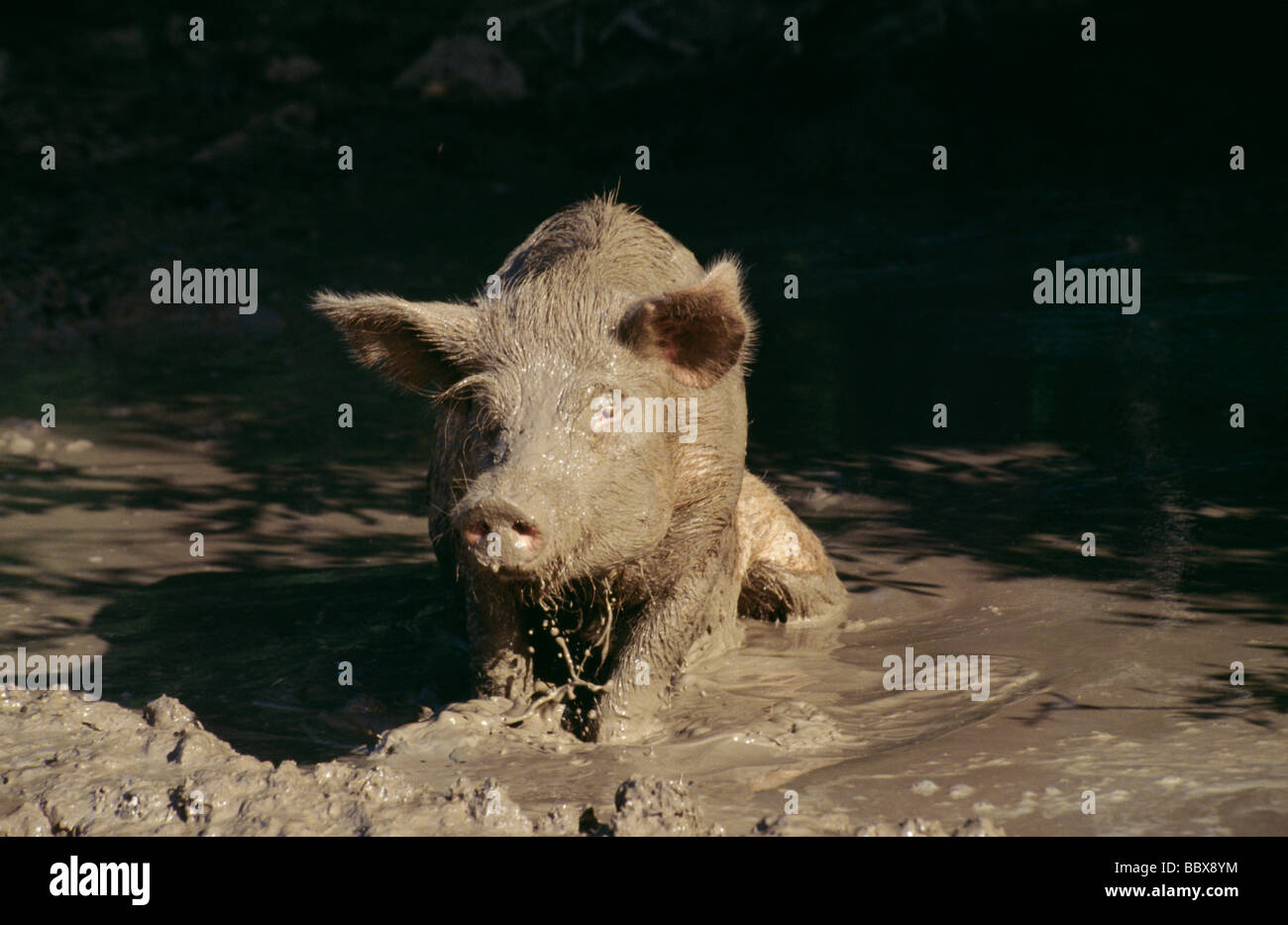 Pig in puddle of muck Stock Photo - Alamy