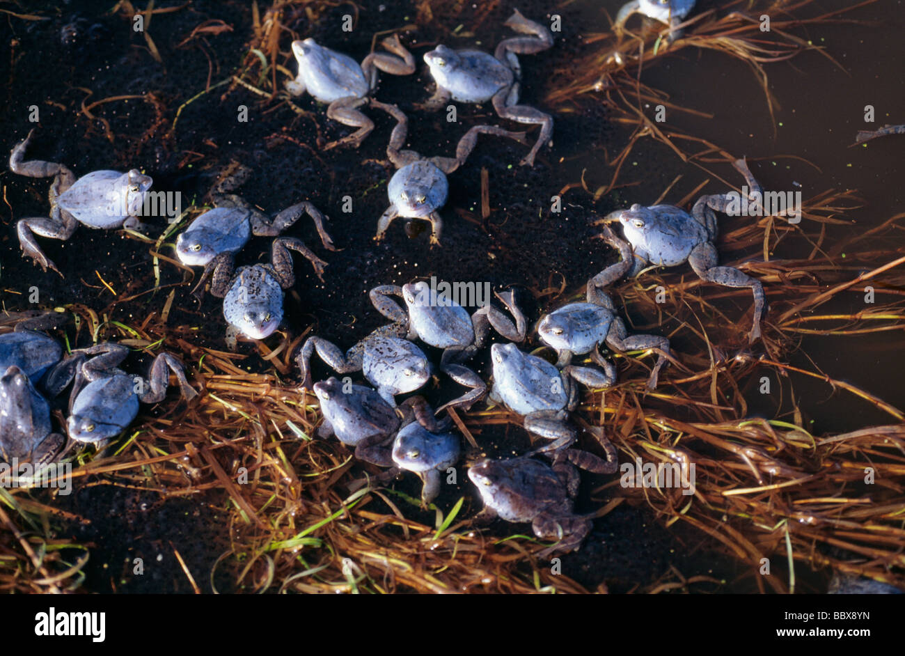 Swedish Swamp Frogs High Resolution Stock Photography and Images - Alamy