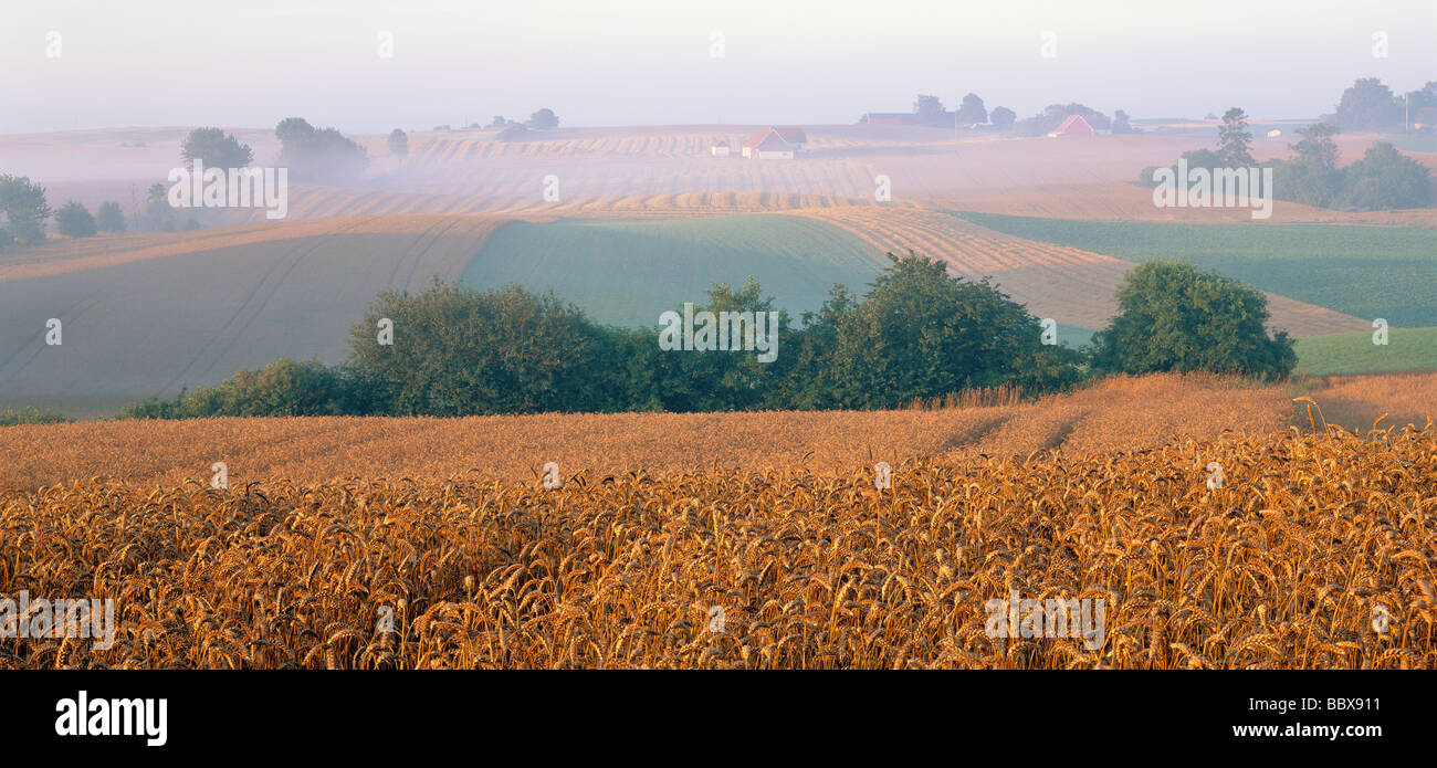 Sweden fields hi-res stock photography and images - Alamy