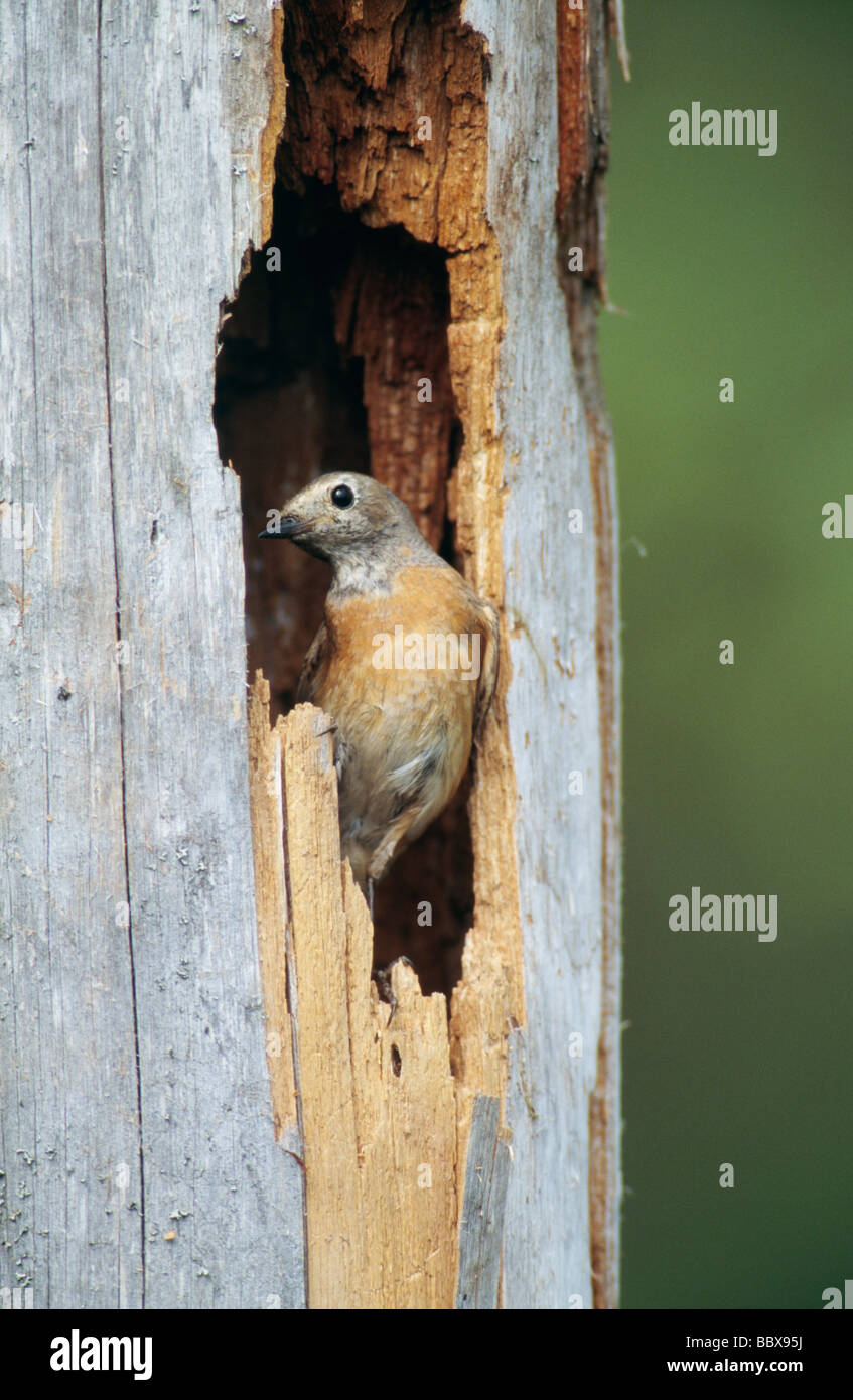 Hollow front hi-res stock photography and images - Alamy