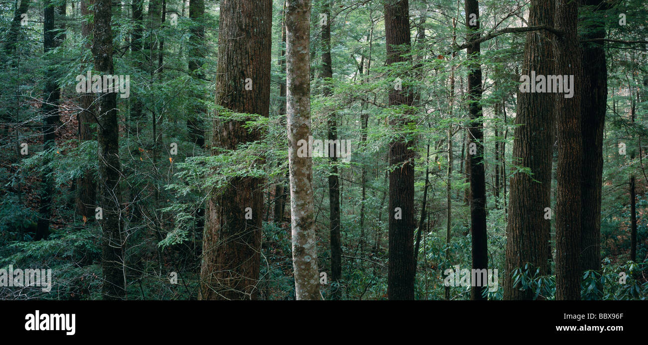 Coniferous forest with Eastern Hemlock Stock Photo - Alamy