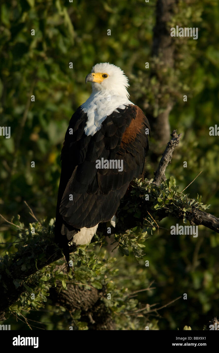 Eagle grabbing fish hi-res stock photography and images - Alamy