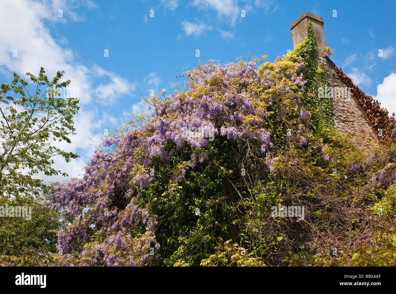 The wild duck inn hi-res stock photography and images - Alamy