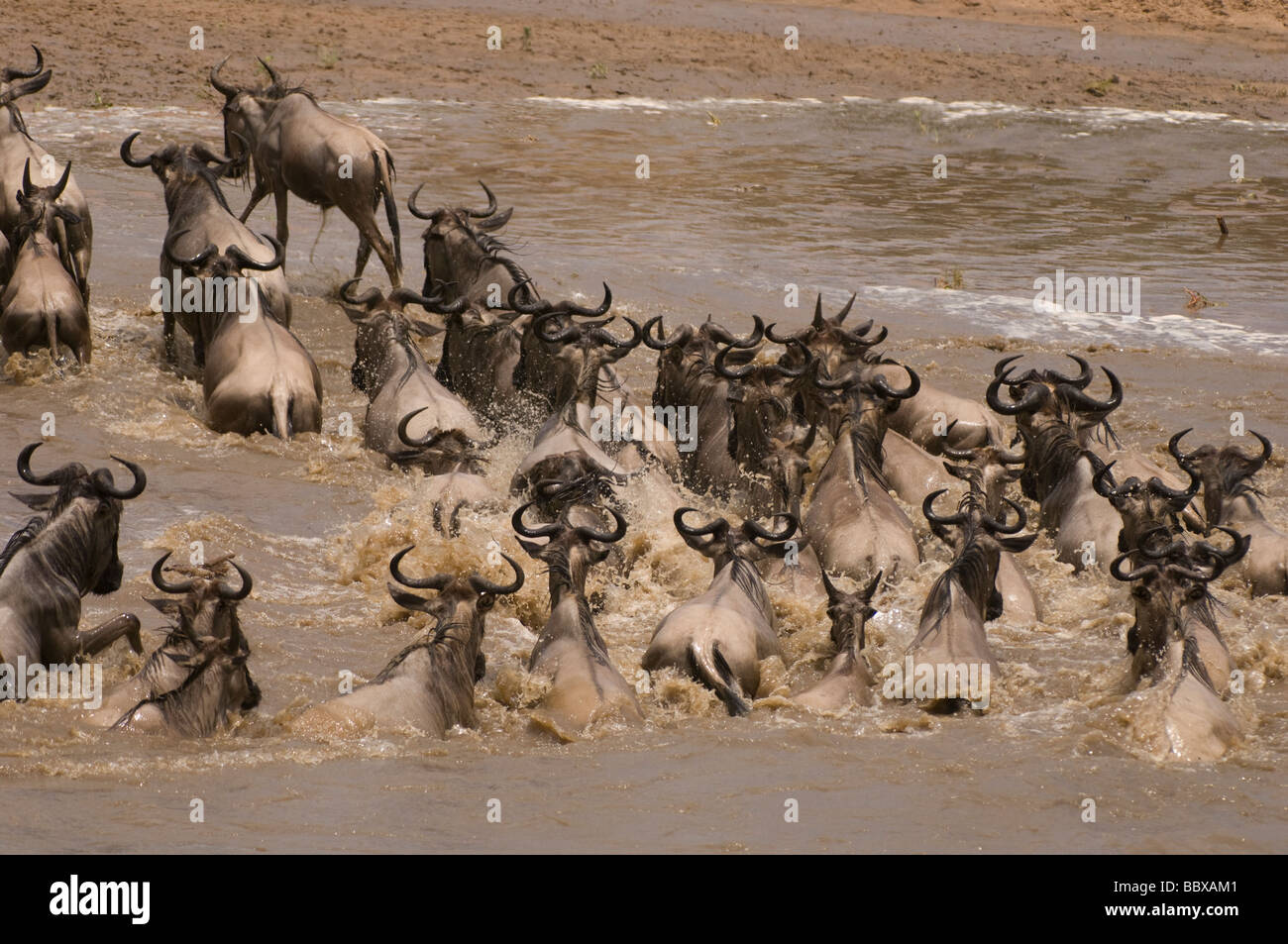 Wildebeeste crowd hi-res stock photography and images - Alamy