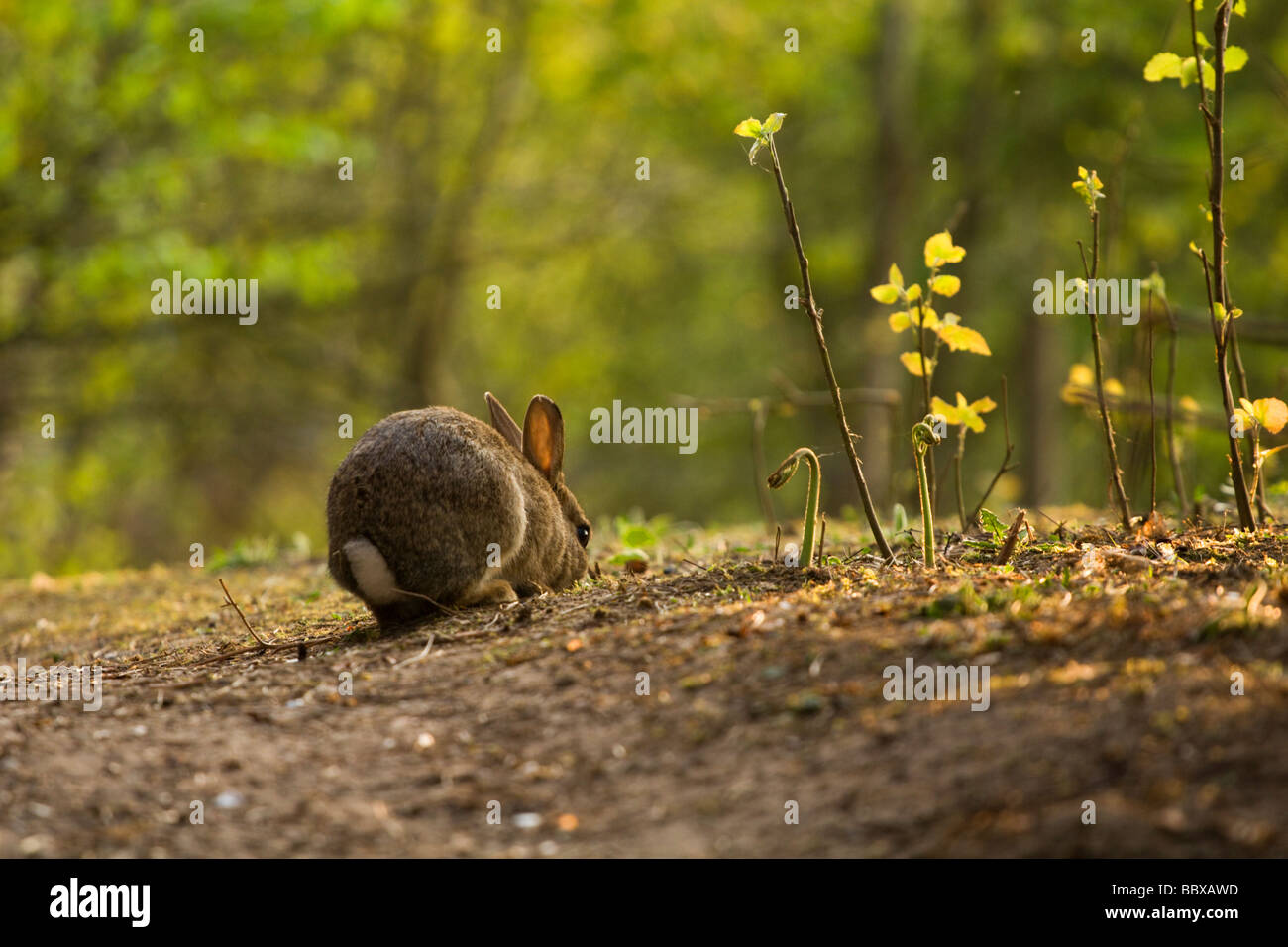 Bank river rabbit hi-res stock photography and images - Alamy