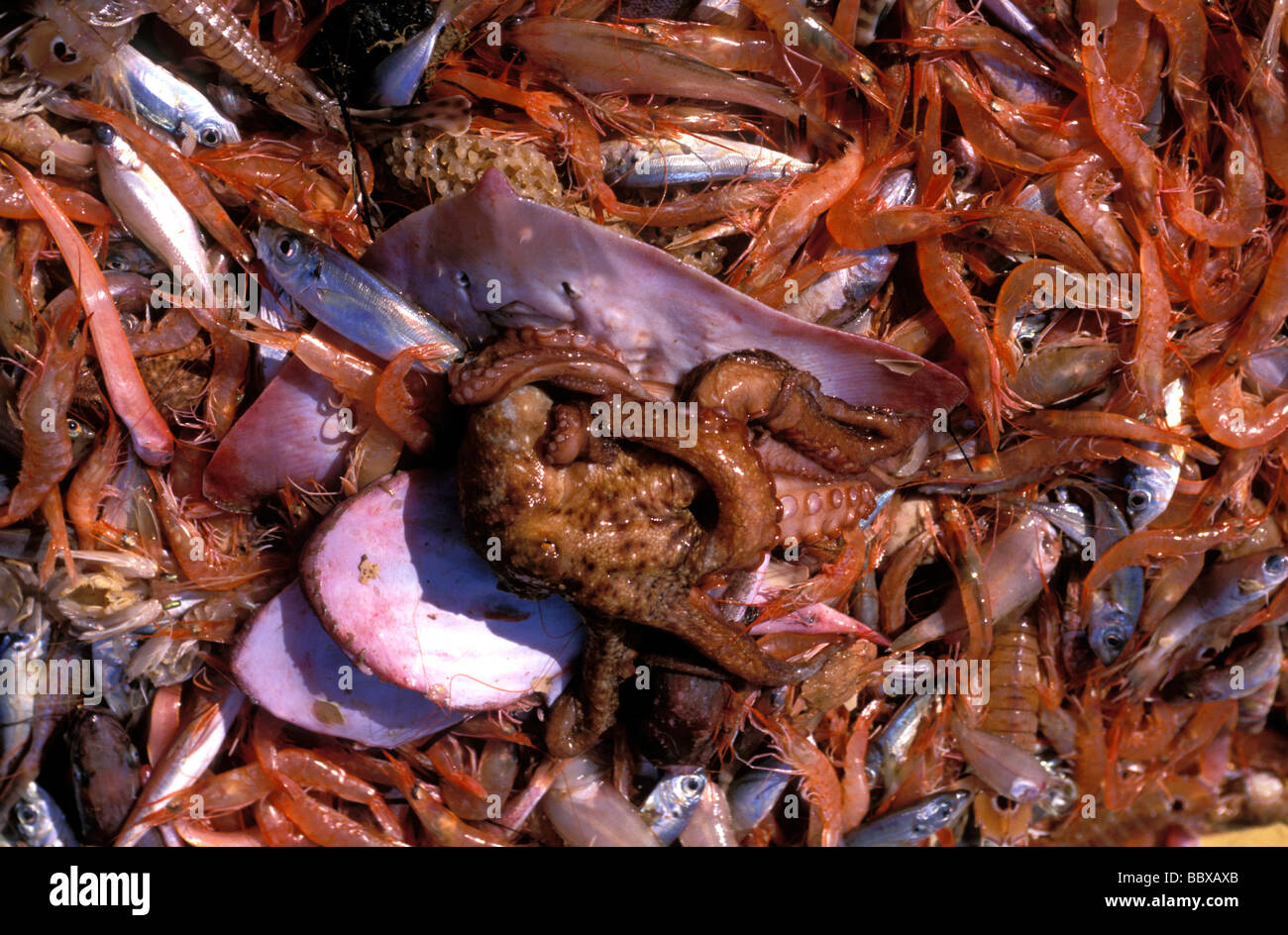 Bottom Trawling Bycatch