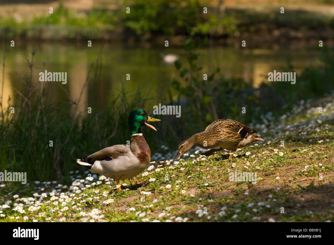Quacking mallard drake and duck on a river bank Stock Photo - Alamy