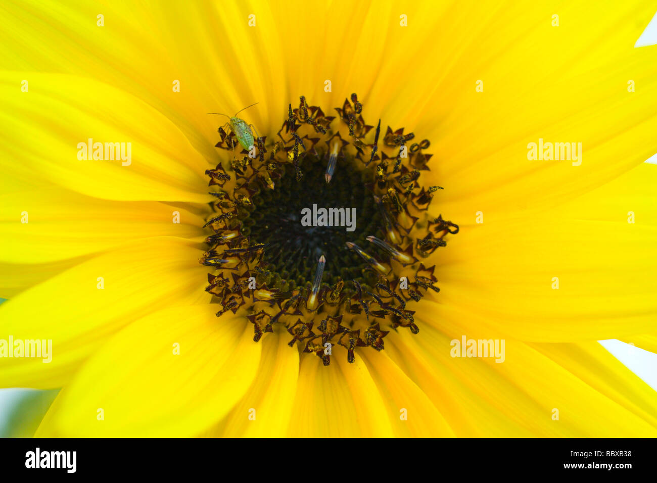 Sunflower with bug hi-res stock photography and images - Alamy