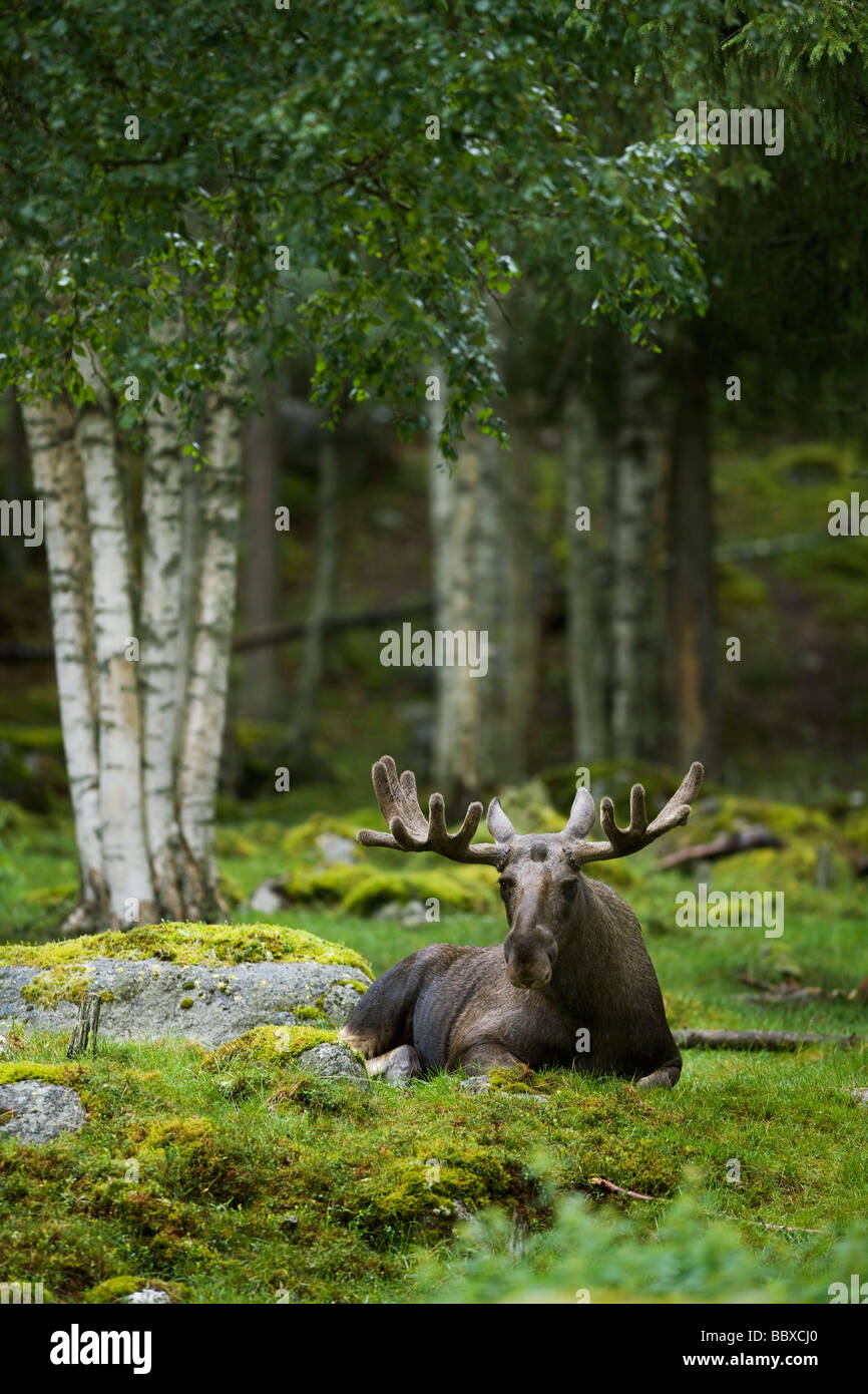 Moose lying down hi-res stock photography and images - Alamy