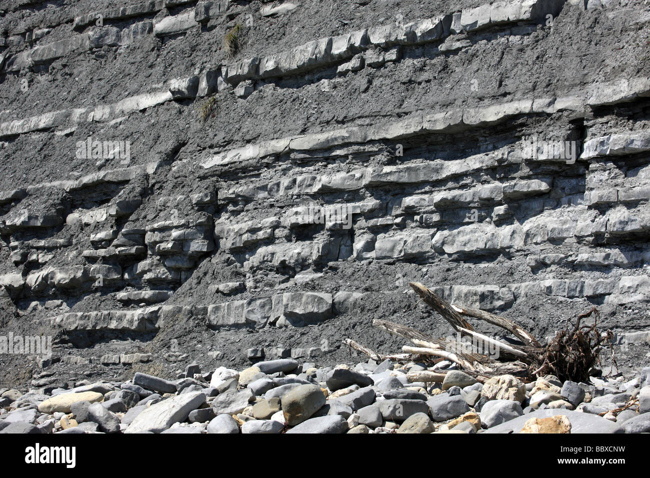 Fossil skeleton dorset hi-res stock photography and images - Alamy
