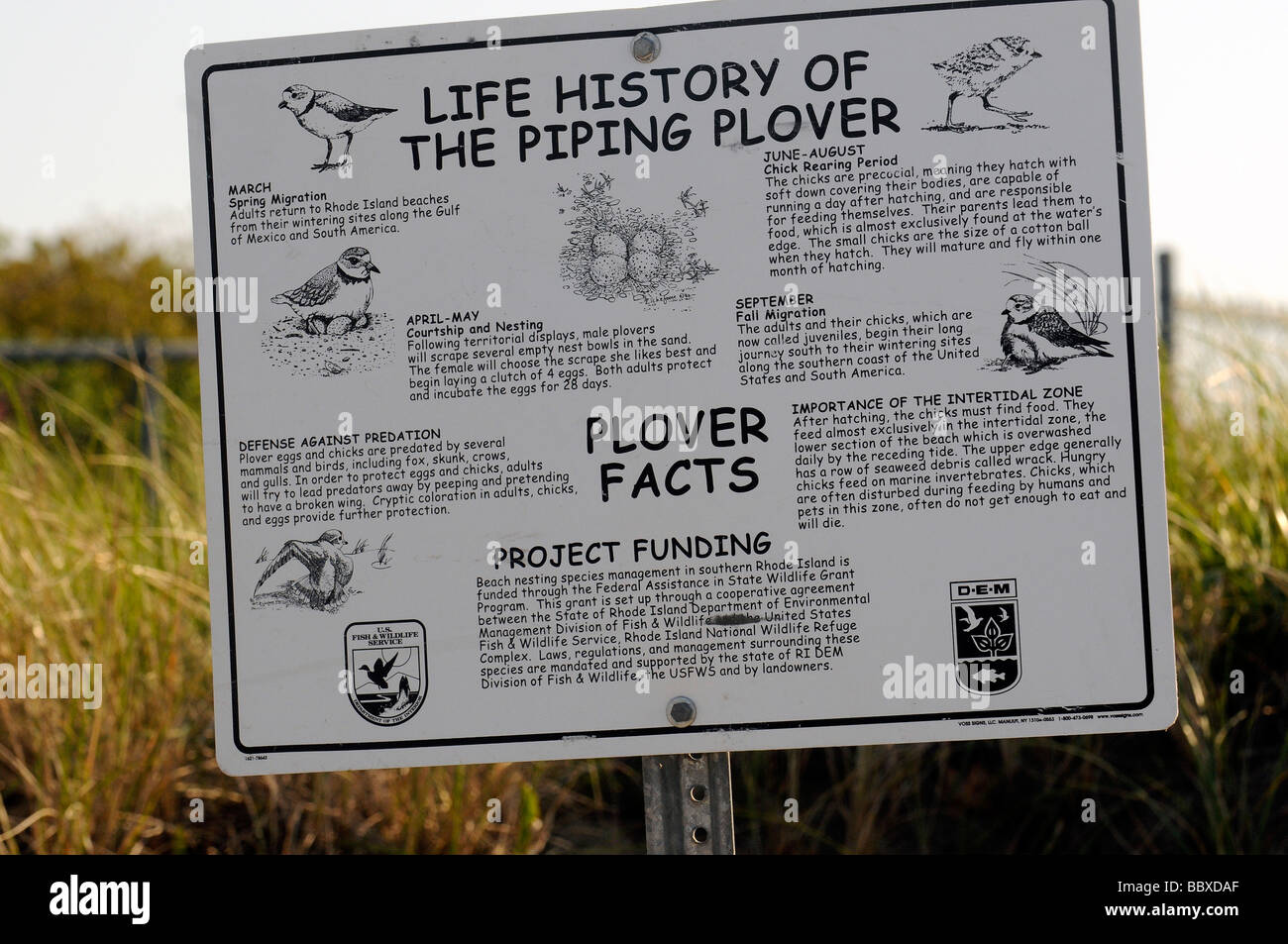 A sign illustrating life history of the piping plover Stock Photo - Alamy