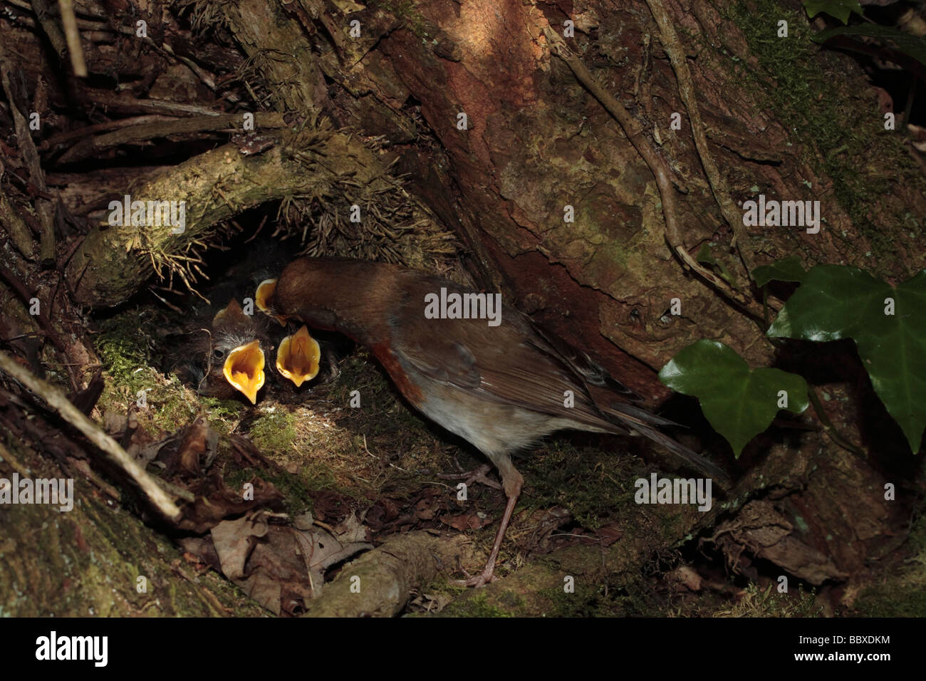 Robin nest uk hi-res stock photography and images - Alamy