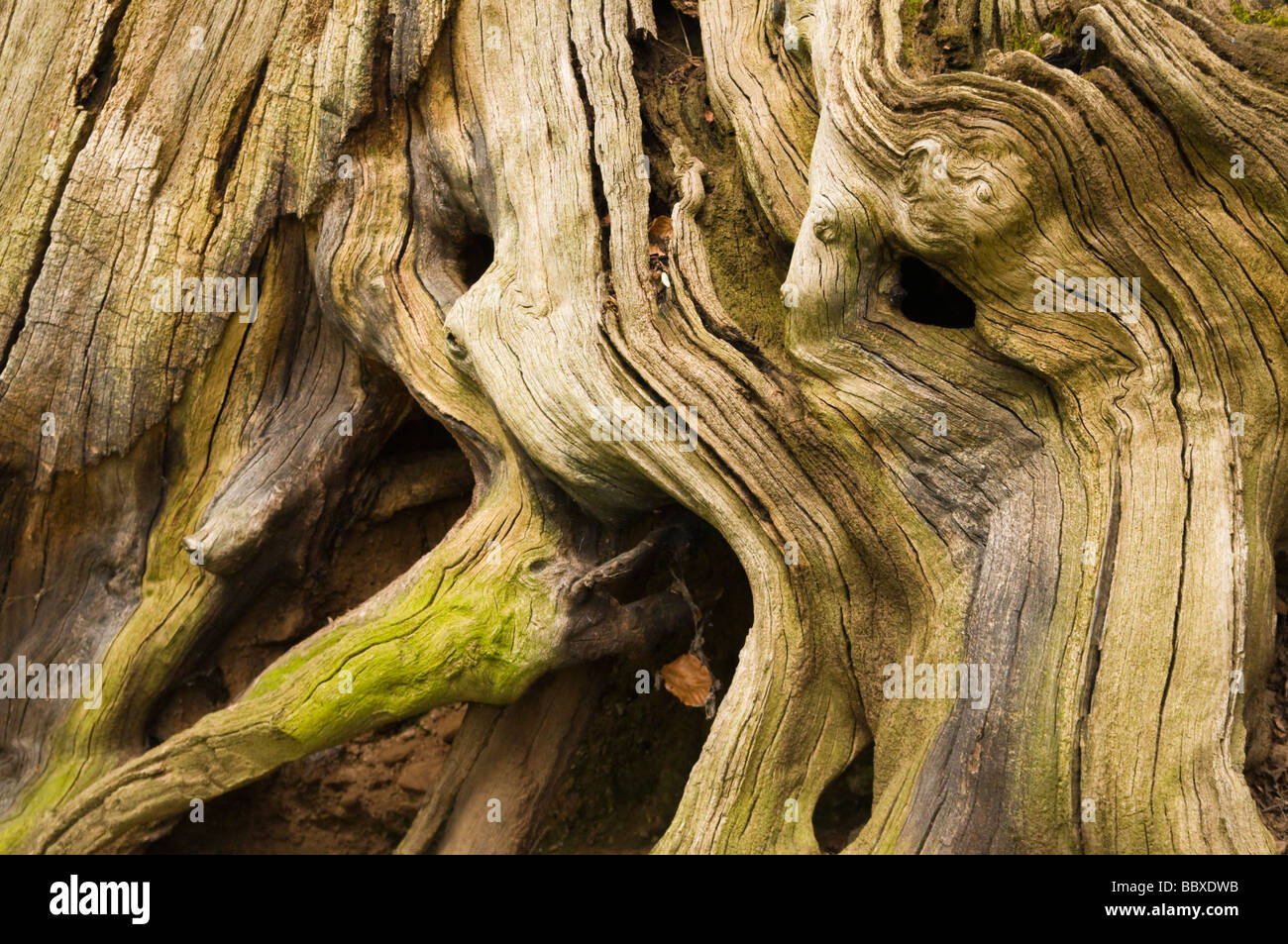 Tree trunk with knots patterns hi-res stock photography and images - Alamy