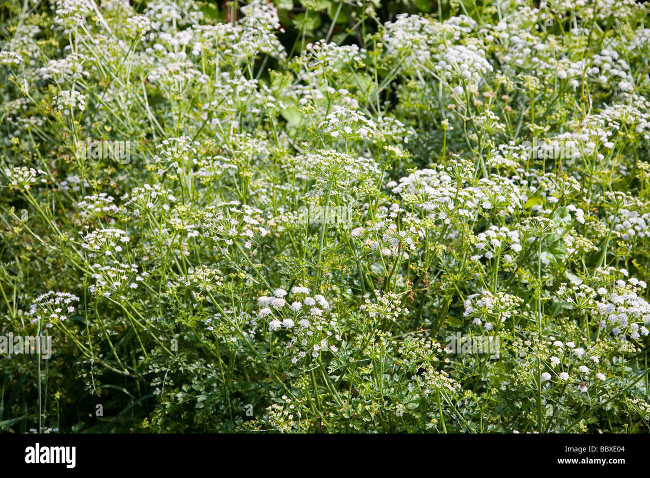 The wild cow hi-res stock photography and images - Alamy