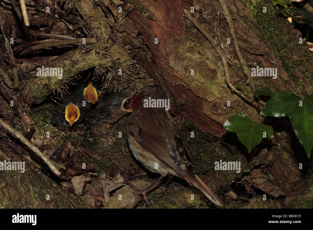 Robin at the nest with chicks Stock Photo - Alamy