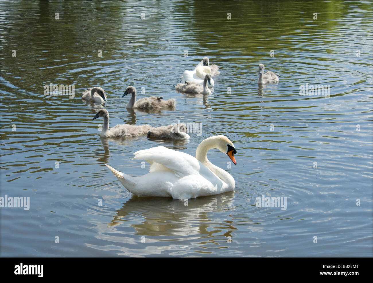 Family of swans in Bushy Park, London, UK Stock Photo - Alamy